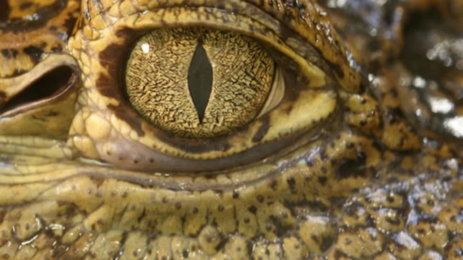 Do Crocodiles Really Shed Fake Tears? The Real Story Behind Crocodile Tears