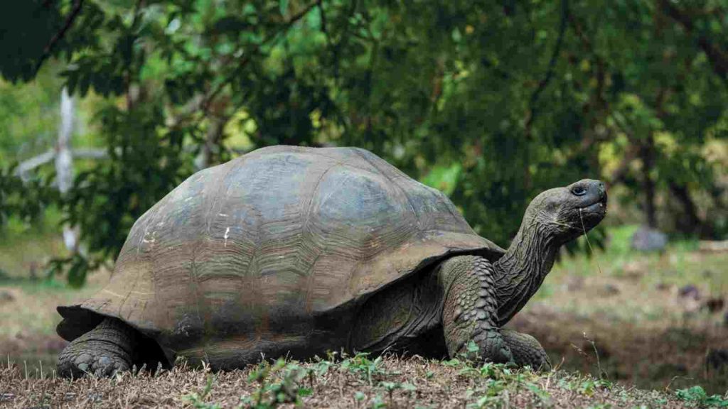 Top 10 Animals With Longest Life Cycle
