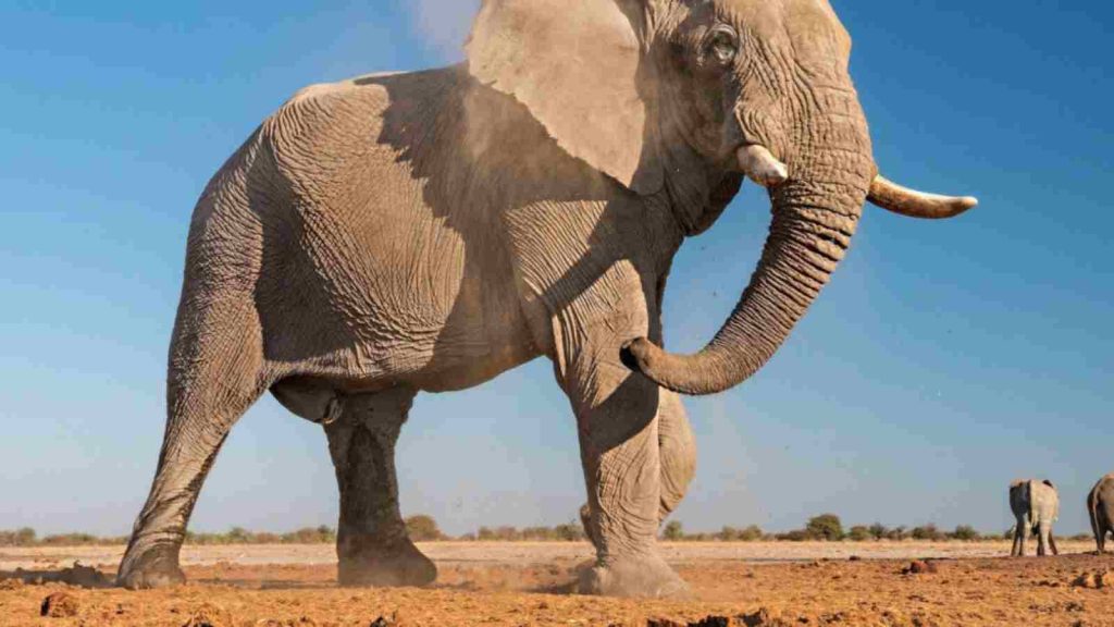 Top 10 Animals With Longest Life Cycle