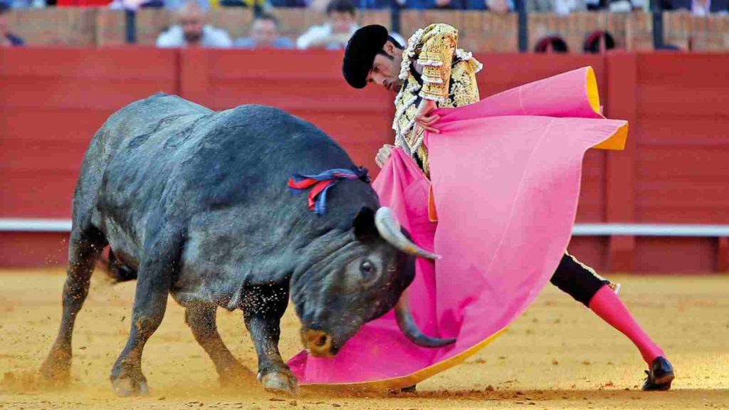 Giant Bull Sends Woman Flying After She Tries To Hide Behind Matador's ...