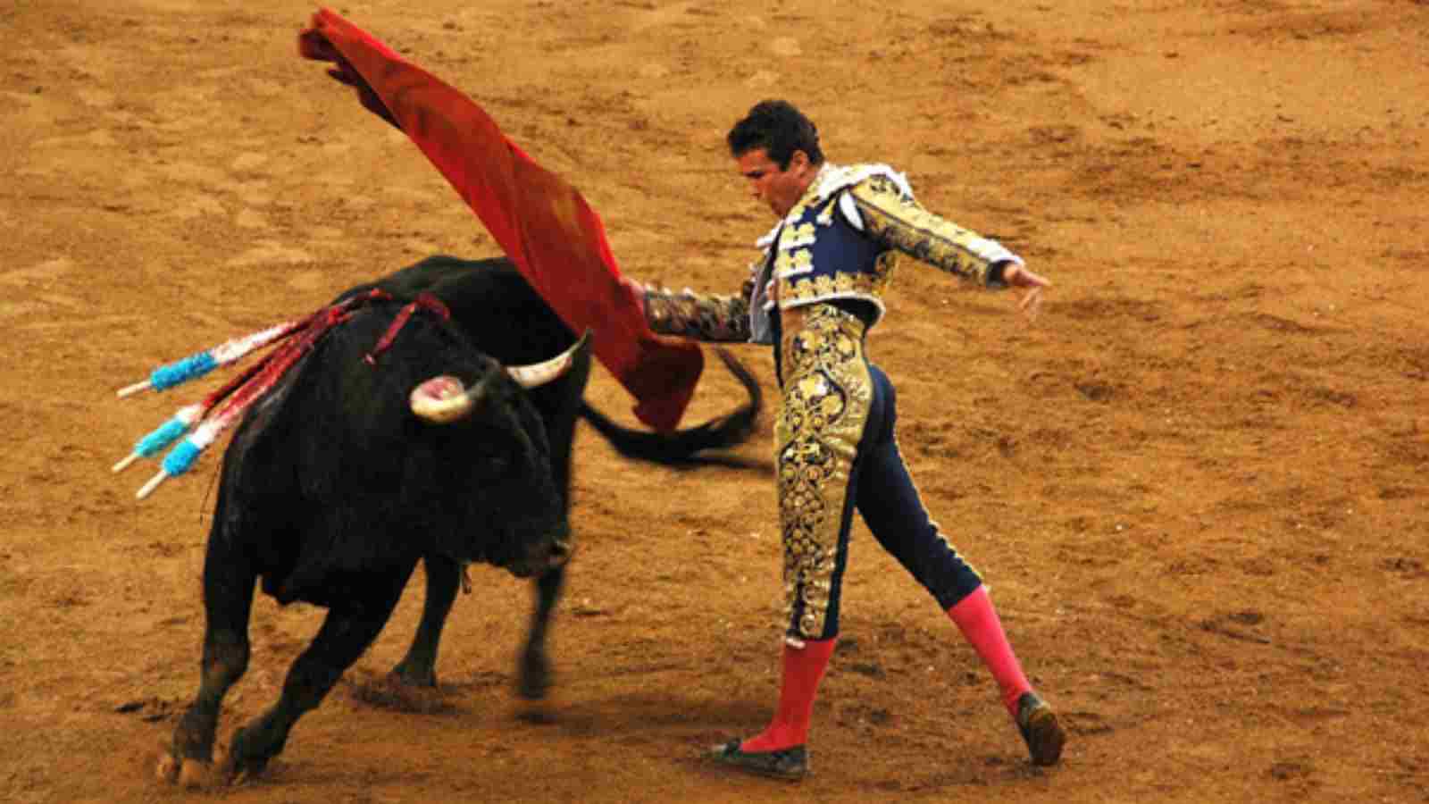 Giant Bull Sends Woman Flying After She Tries To Hide Behind Matador's ...