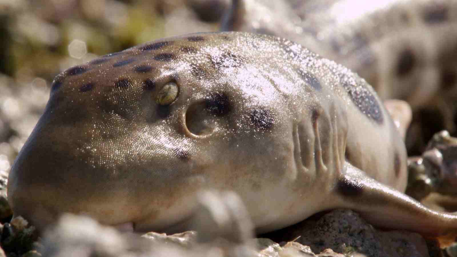 Walking Sharks Caught On Camera, Leaves Scientist Amazed
