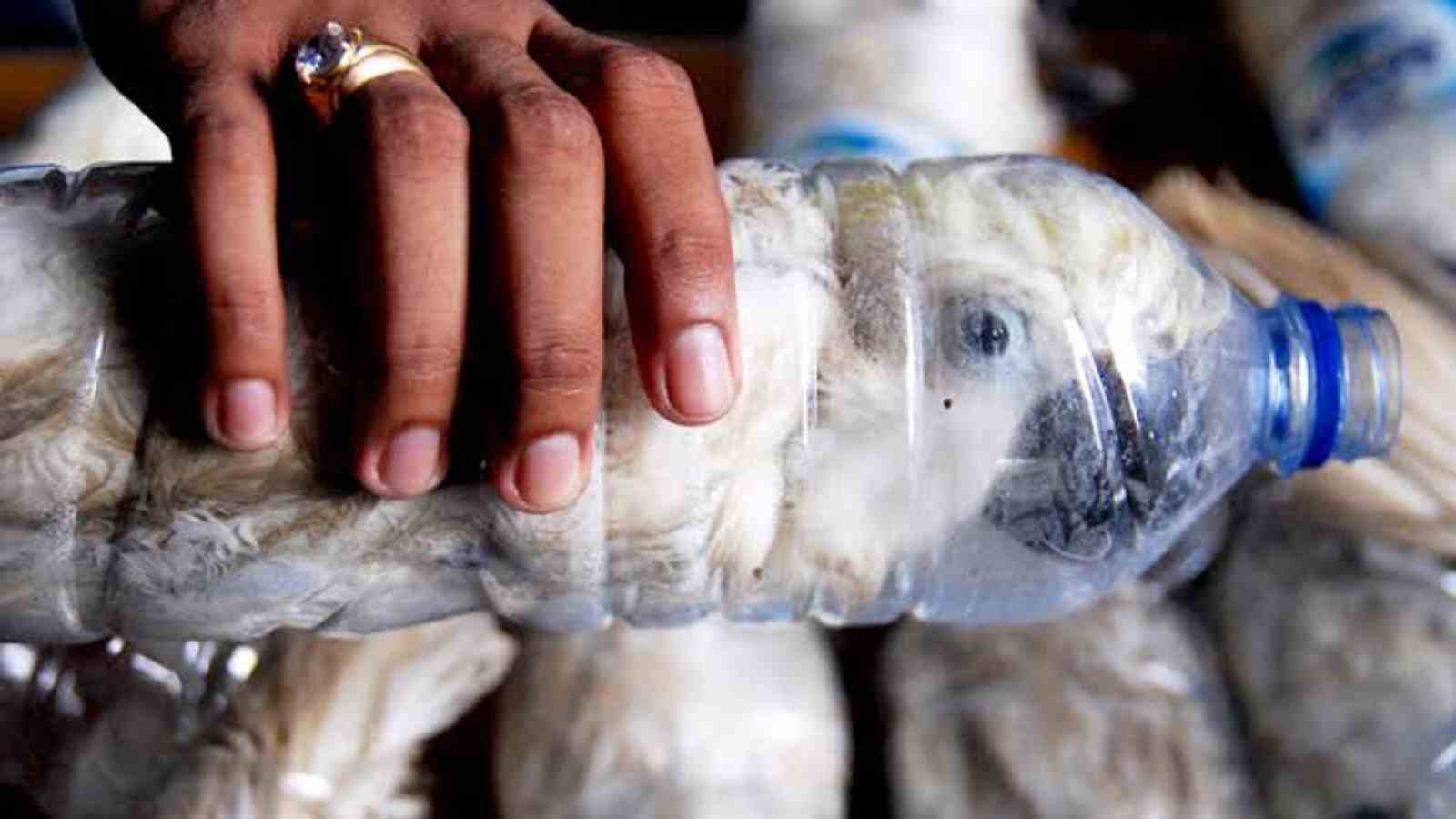 Top 10 Most Smuggled Things In The World