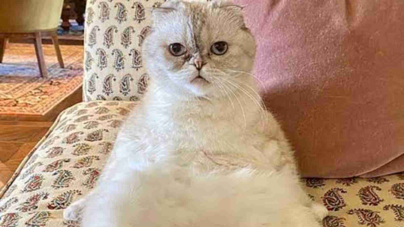 How Many Cats Does Taylor Swift Have? What Are Their Names And Breeds?