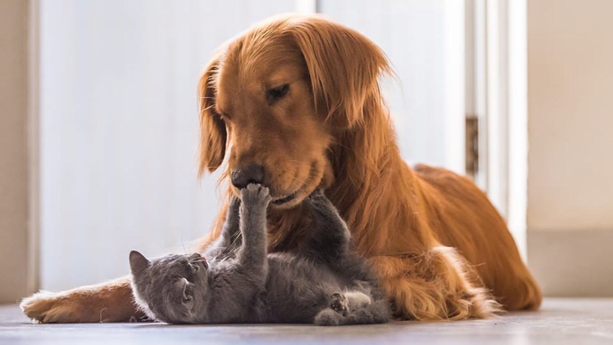 Top 10 Richest Pets And Their Net Worth