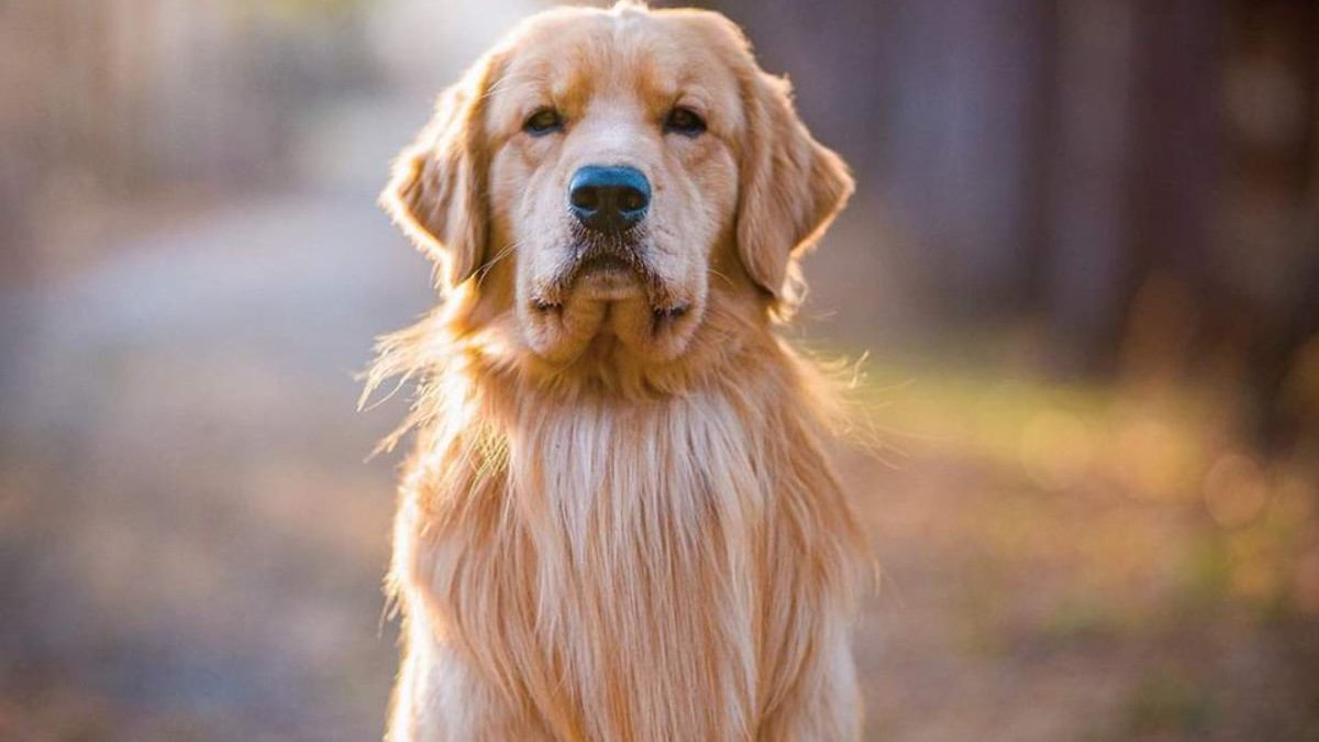 Top 10 Richest Pets And Their Net Worth