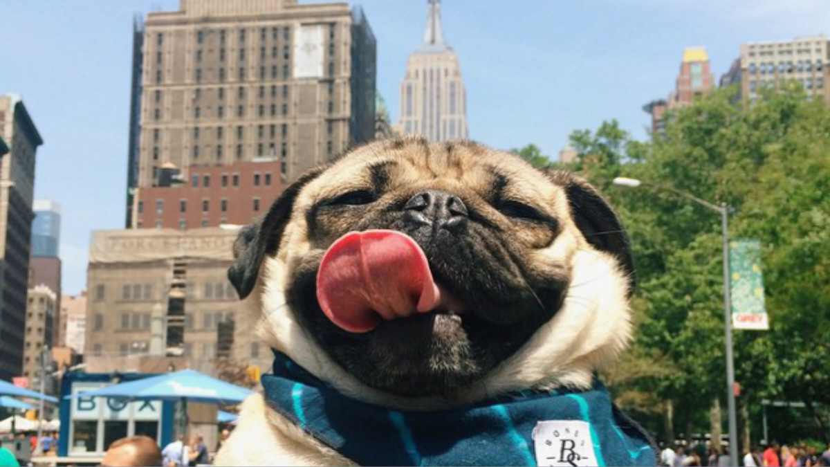 Top 10 Richest Pets And Their Net Worth