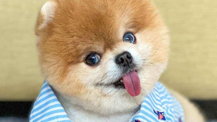 Top 10 Richest Pets And Their Net Worth