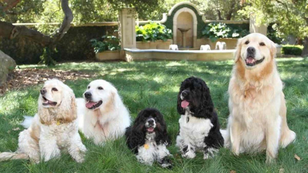 Top 10 Richest Pets And Their Net Worth