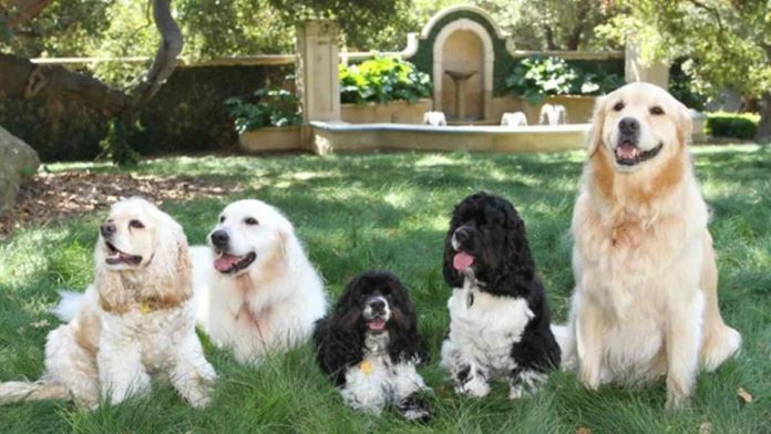 Top 10 Richest Pets And Their Net Worth