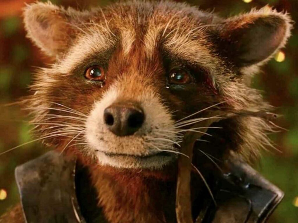 Why PETA Announced 'Guardians Of The Galaxy Vol. 3' As The Best Animal ...