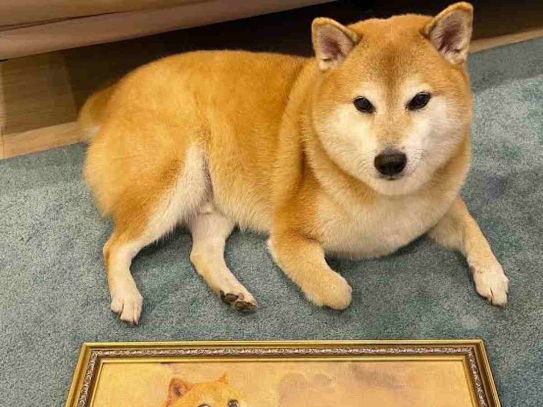 Viral Meme Dog Cheems Balltze Passes Away: How Did He Get Famous?