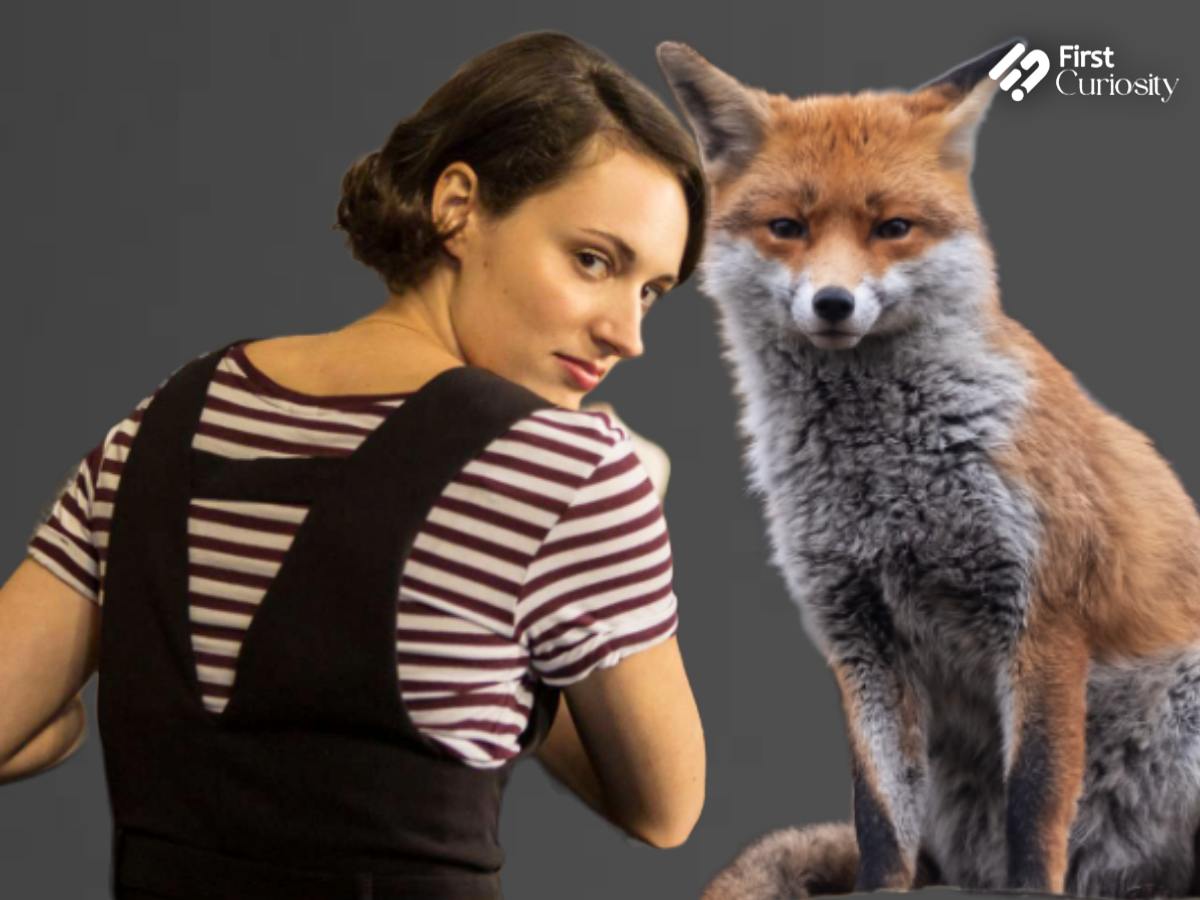 The Brilliant Symbolism Behind 'Fleabag' Fox In Phoebe Waller Bridge's ...